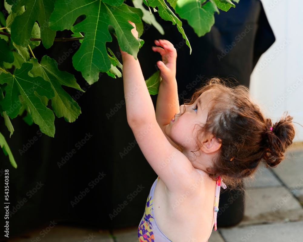 pretty little girl in a bathing suit reaching into a fig tree in the ...