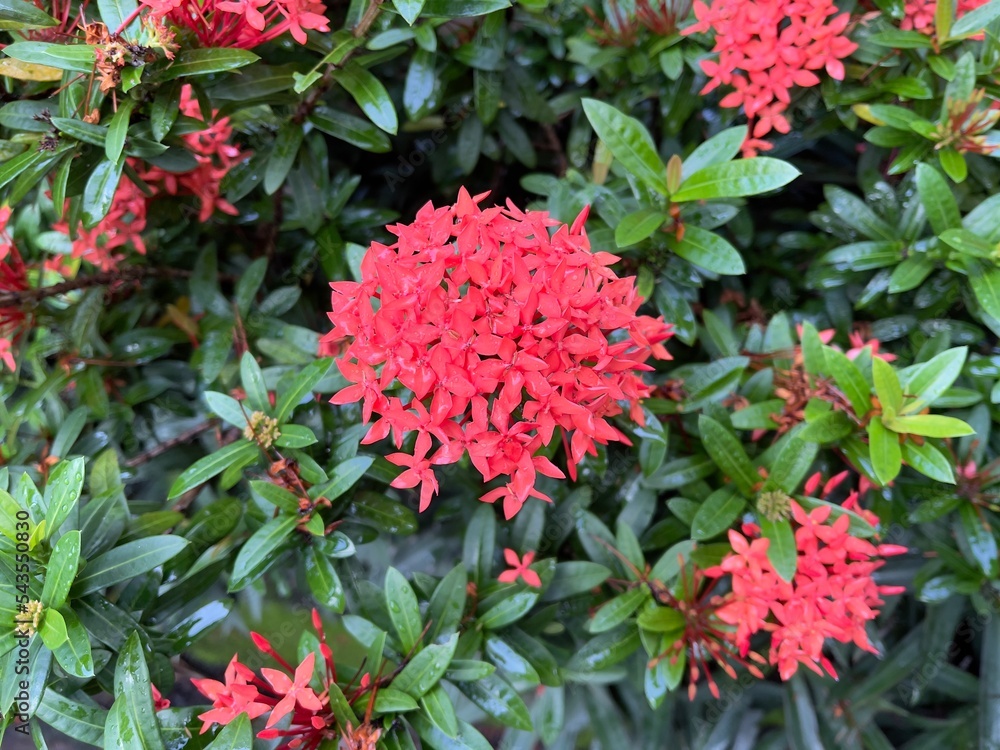 Red Ixora flowers, a species of flowering plant in the family Rubiaceae ...
