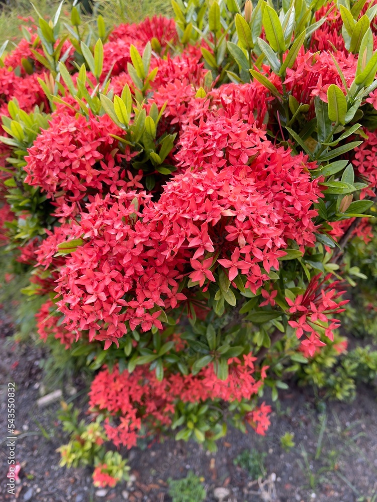 Red Ixora flowers, a species of flowering plant in the family Rubiaceae ...