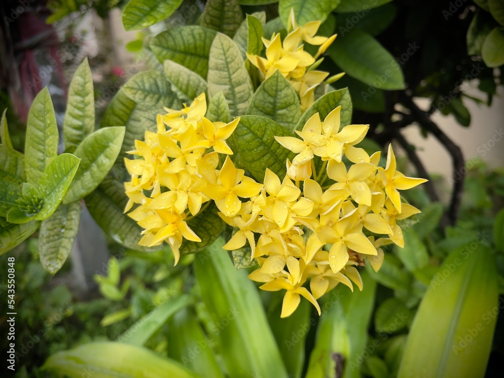 Yellow Ixora flowers, a species of flowering plant in the family ...