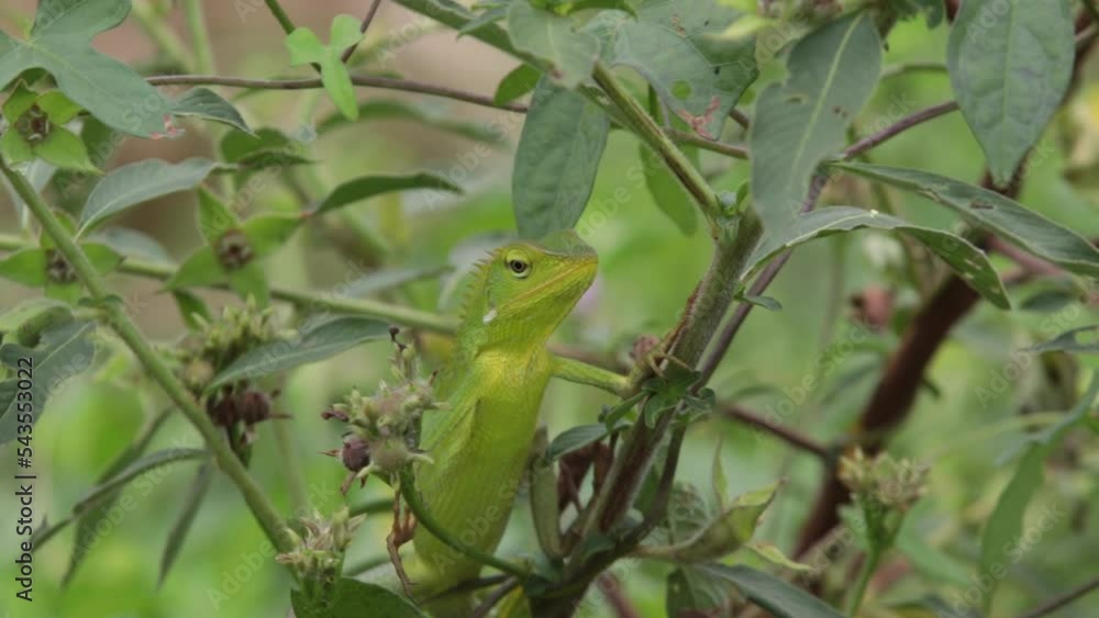 A Chameleon, green lizard, Calotes, bengkarung, Bronchocela Sp ...