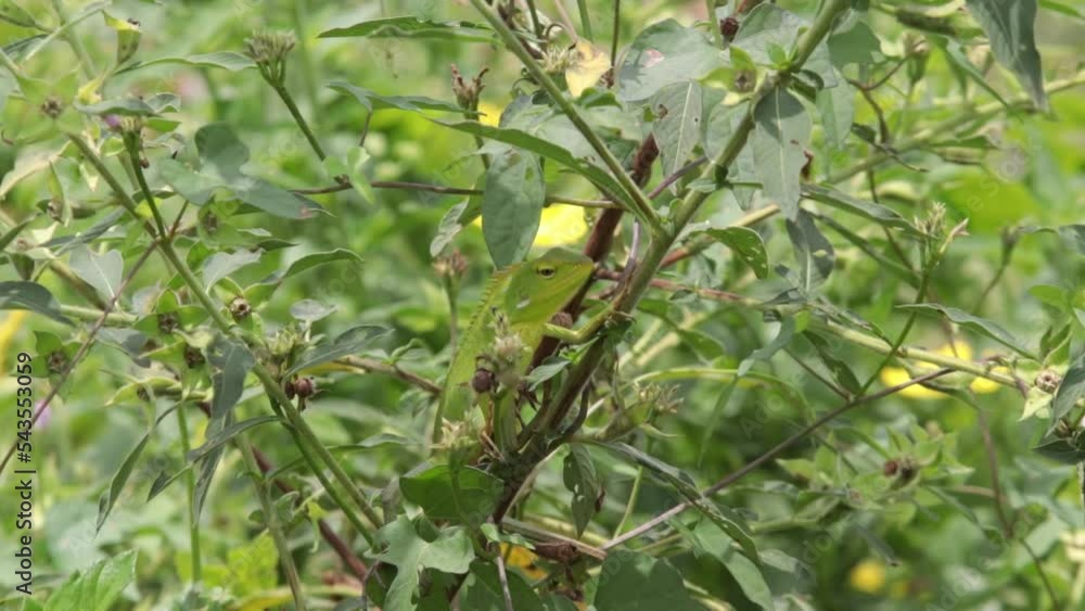 A Chameleon, green lizard, Calotes, bengkarung, Bronchocela Sp ...