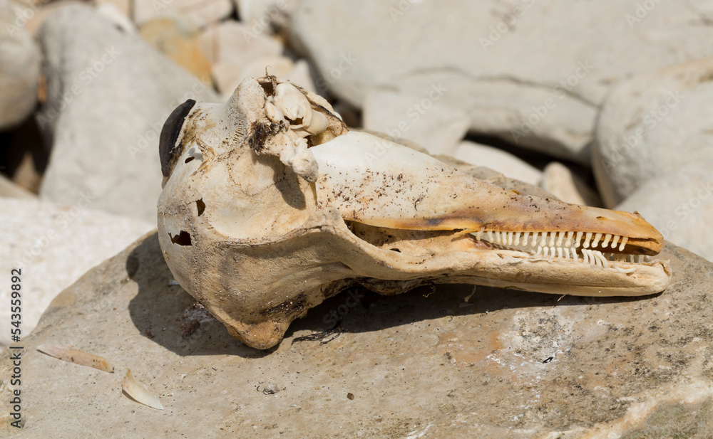 Photo & Art Print Decomposition of the corpse of a Black Sea dolphin, Piotr