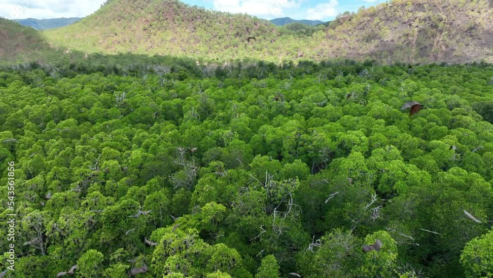 Sunda flying foxes, Acerodon mackloti, fly over the canopy of a remote ...