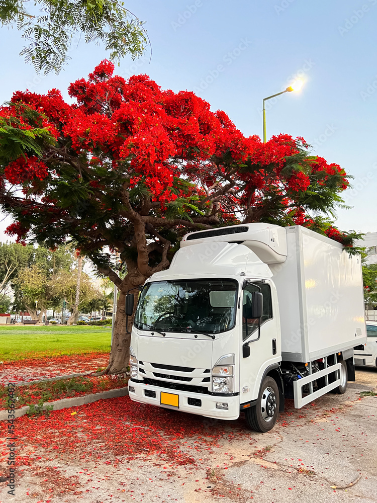 White truck parked under blooming tree on city street Stock Photo ...