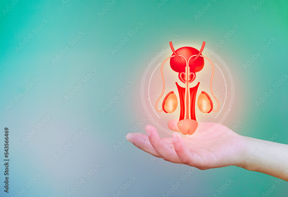 Male reproductive system and hand isolated, light green background ...