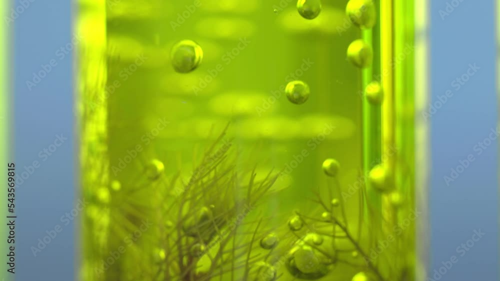 Scientists are researching algae energy for reliable biofuel source ...