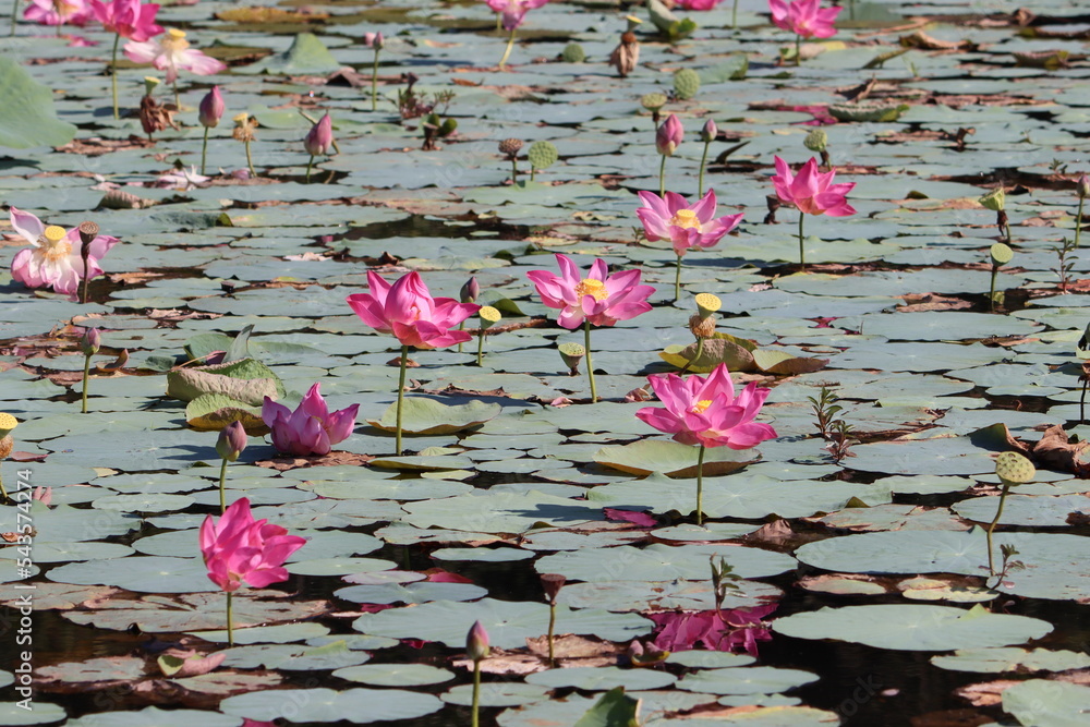 Nelumbo nucifera, also known as sacred lotus, Laxmi lotus, Indian lotus ...
