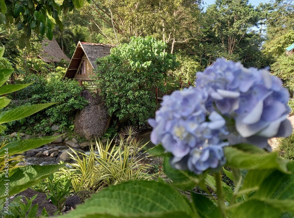 Flowers in Asian garden (foreground) with traditional hut in tropical ...