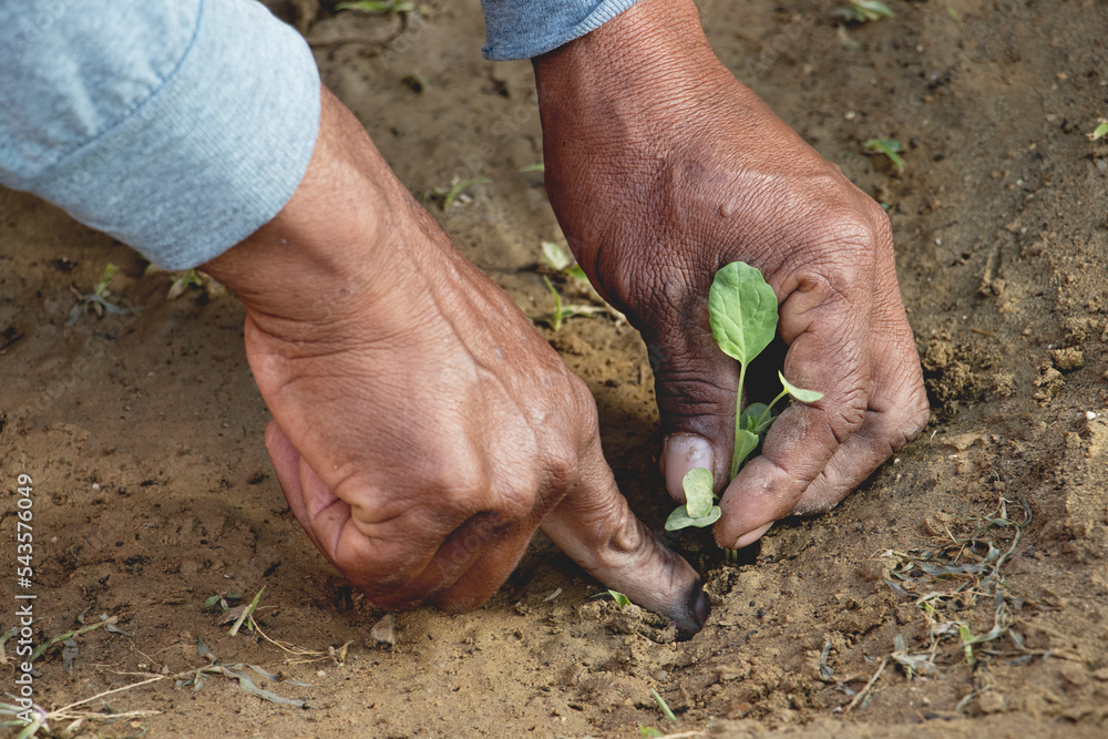 Manos de una persona sembrando una planta, cultivo de plantas, siembra ...