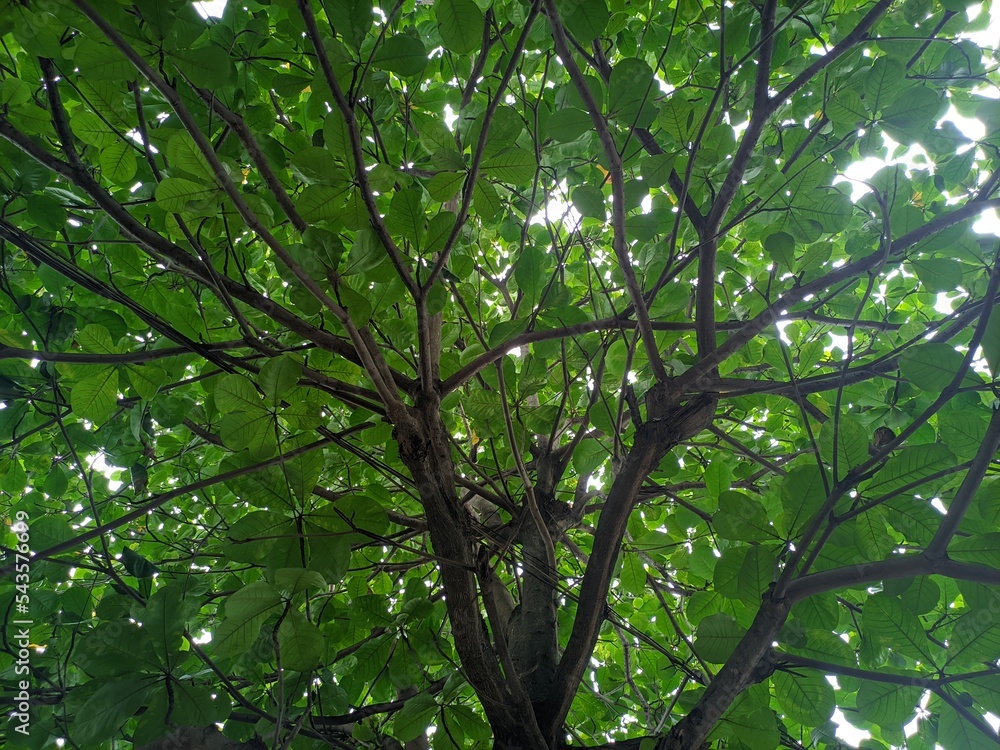 photography of The terminalia catappa ketapang tree is an angiosperm ...