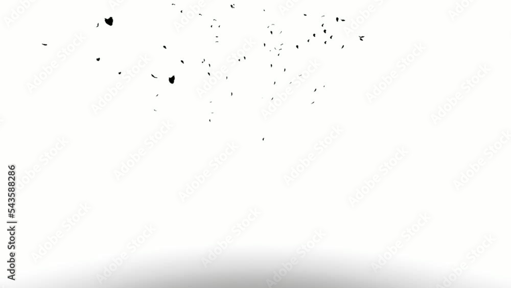 silhouette bird on white background. silhouette black bird fly white ...