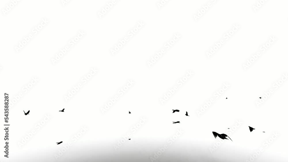 silhouette bird on white background. silhouette black bird fly white ...