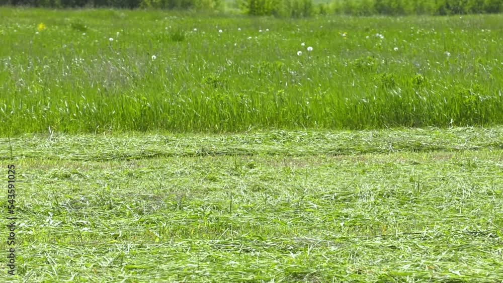 Making silage grass. Multi-cut Silage production. Farmland with grass ...