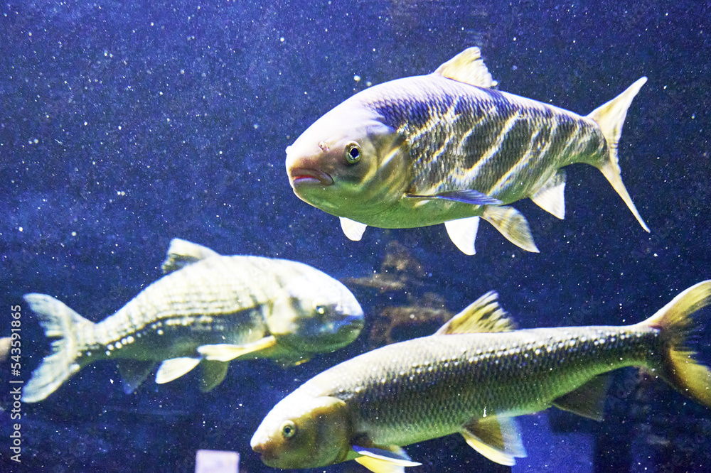 The white cupid Ctenopharyngodon idella is a species of ray-finned fish ...