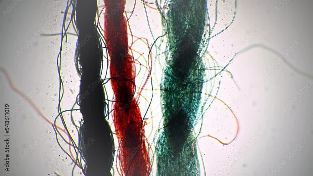 Three fibres of different colours are filmed under microscope 40x on ...