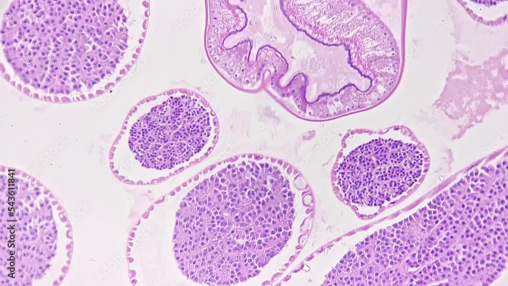 Cross section of ascaris magnified under microscope in 200 times filmed ...