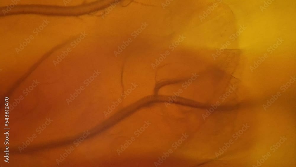 Video Stock Body and internal organs of alive flea filmed on white ...