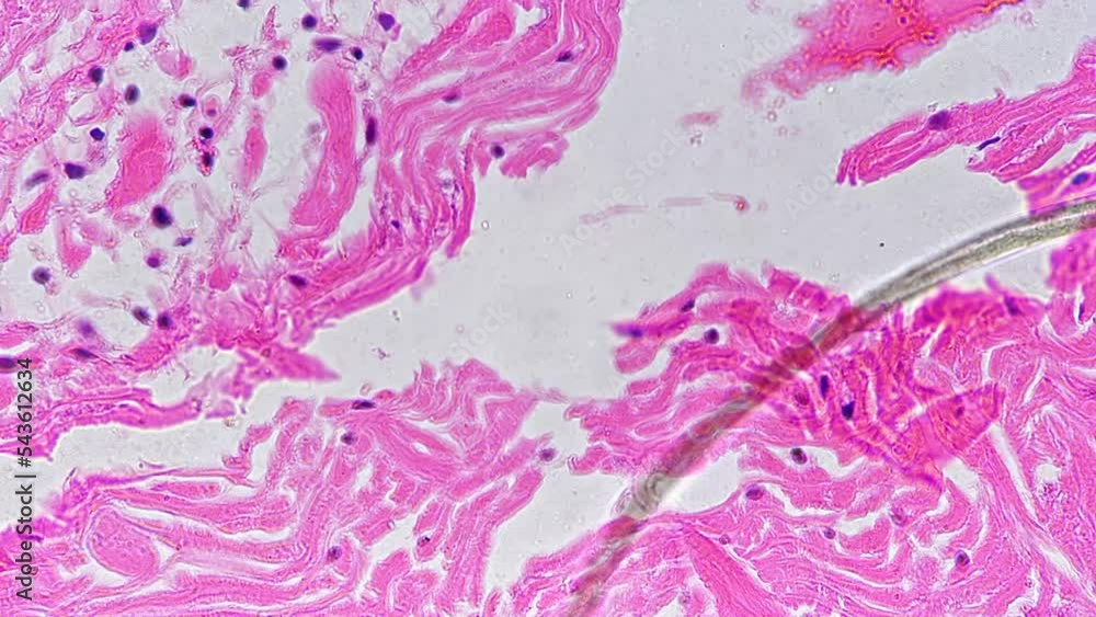 Whole mount of epidermal cells of animal filmed in macro under ...