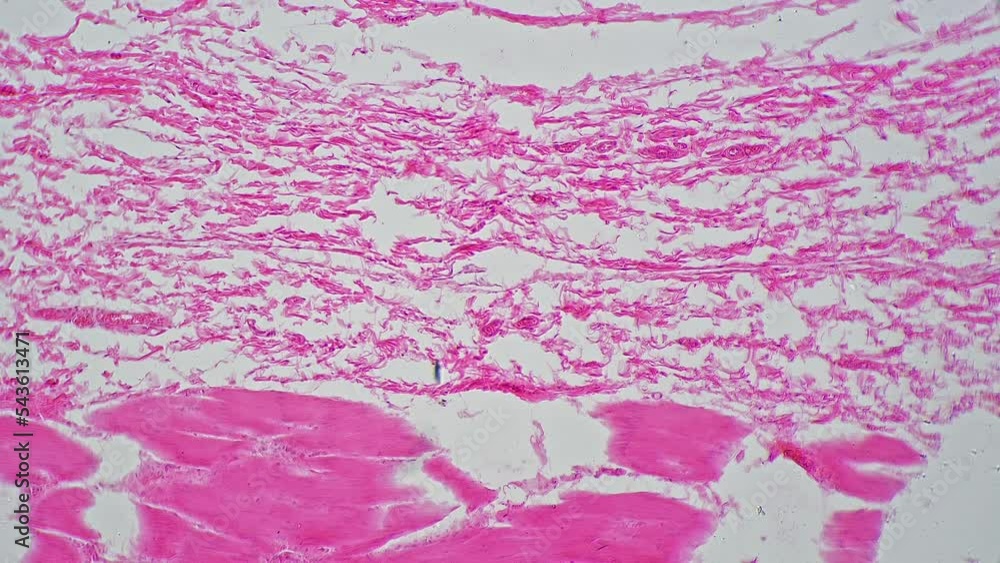 Longitudinal section of kidney filmed under microscope with 200 times ...