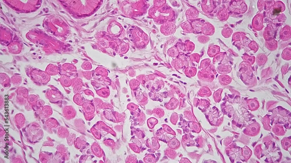 Kidney tissues in longitudinal section magnified under microscope 400x ...