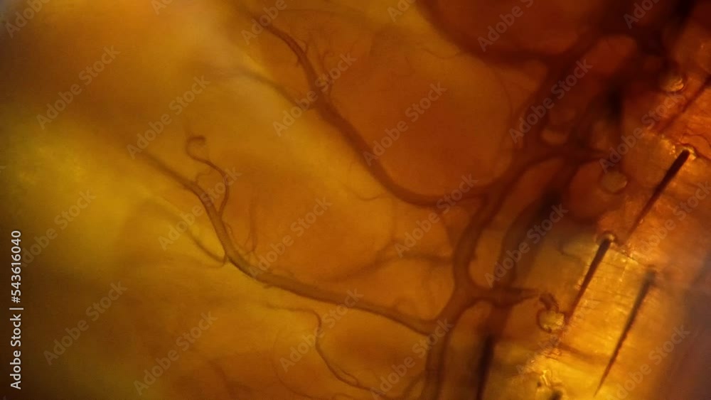 Vidéo Stock Body and internal organs of alive flea filmed on white ...