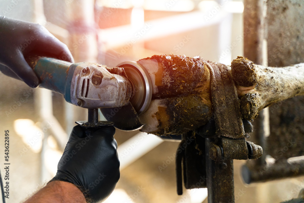 Farm clean cow hoof. Milk farming cow legs. Stock Photo | Adobe Stock