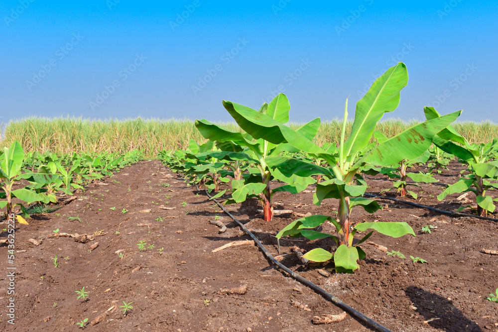 Small banana plants growing in a banana garden, Planting a banana ...