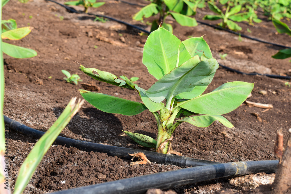 Small banana plants growing in a banana garden, Planting a banana ...