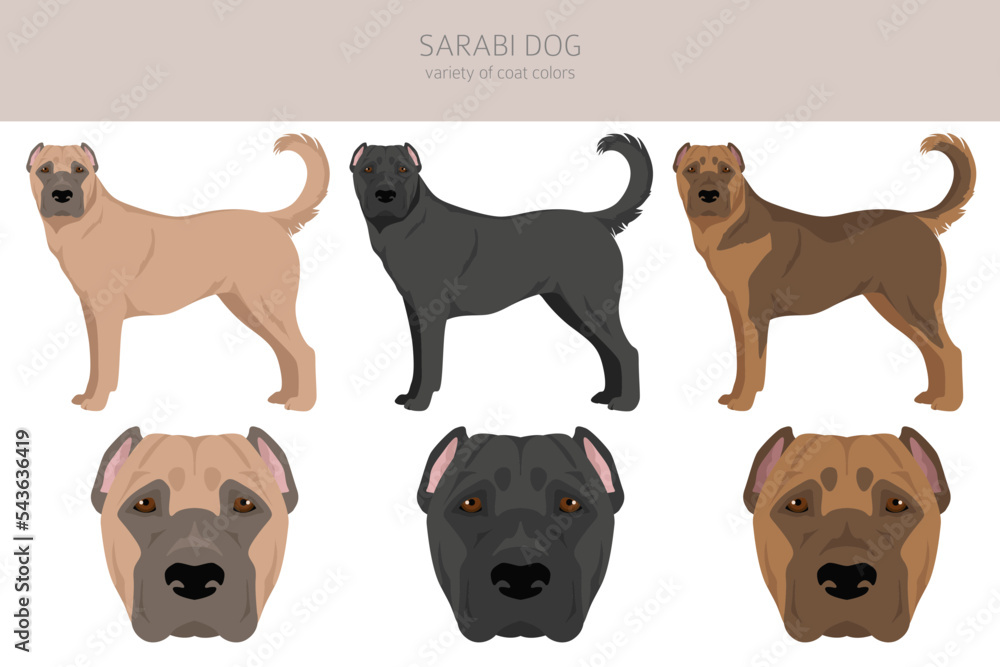 Sarabi dog, Iranian mastiff clipart. All coat colors set. All dog ...