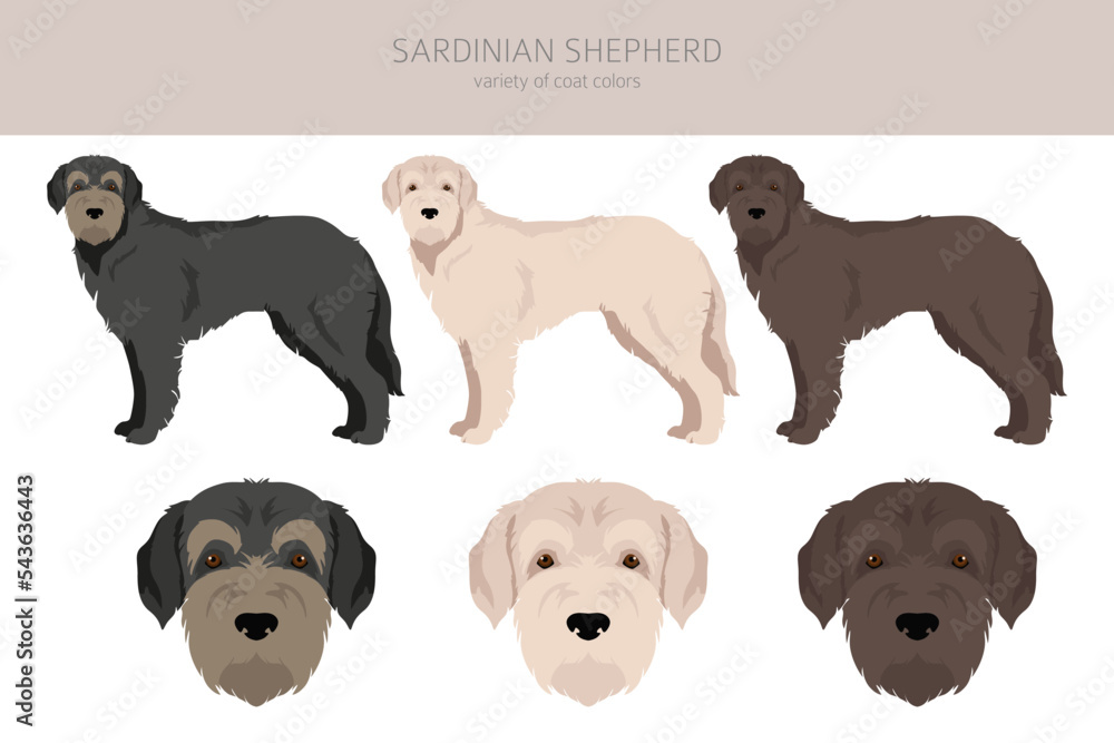 Sardinian Shepherd dog clipart. All coat colors set. All dog breeds ...