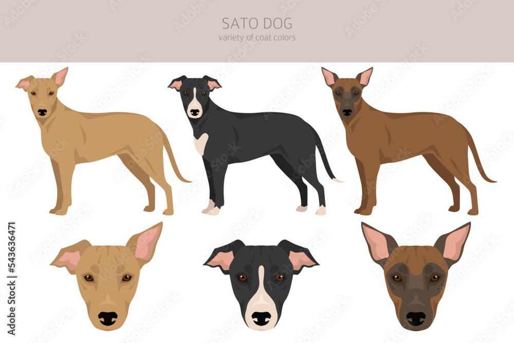 Sato dog clipart. All coat colors set. All dog breeds characteristics ...
