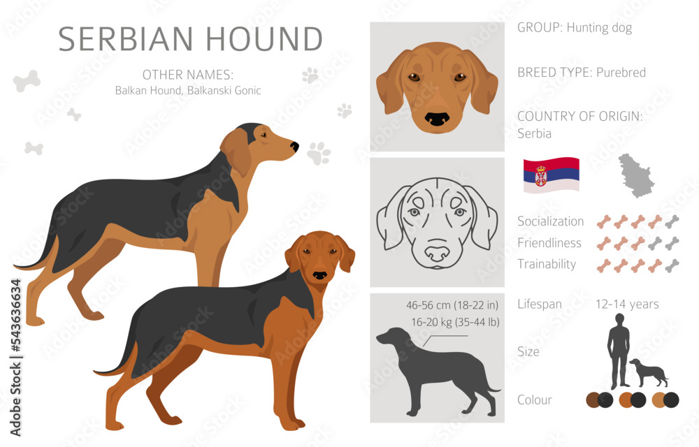 Serbian Hound clipart. All coat colors set. All dog breeds ...