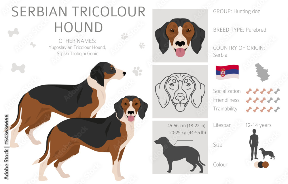 Serbian Tricolor Hound clipart. All coat colors set. All dog breeds ...
