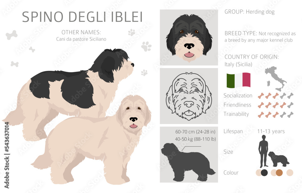 Spino Degli Iblei clipart. All coat colors set. All dog breeds ...