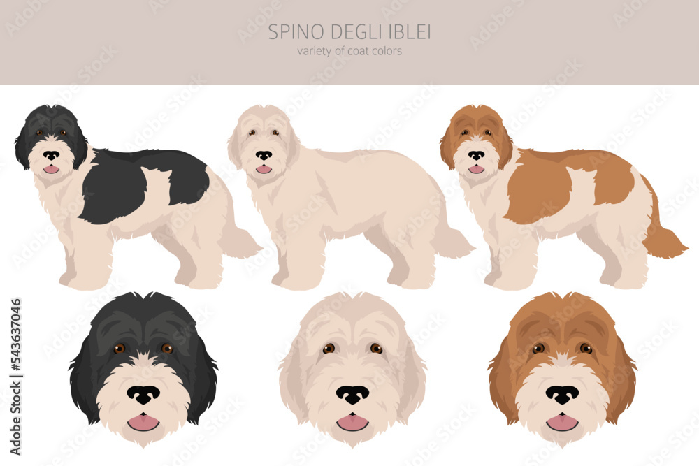 Spino Degli Iblei clipart. All coat colors set. All dog breeds ...