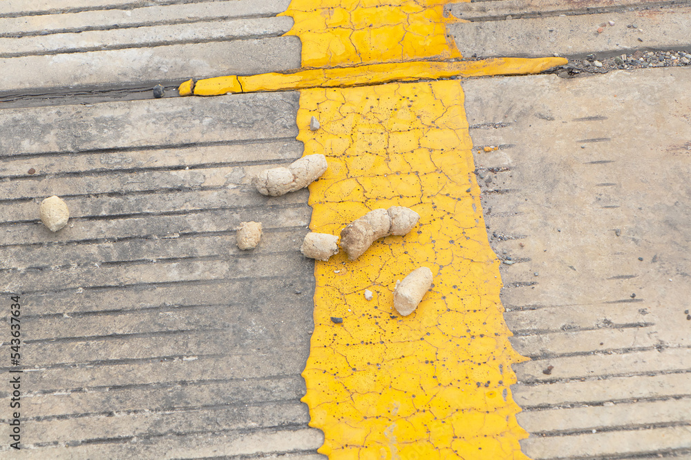 Zdjęcie Stock: Dry dog poo white on reflective Yellow traffic line on ...