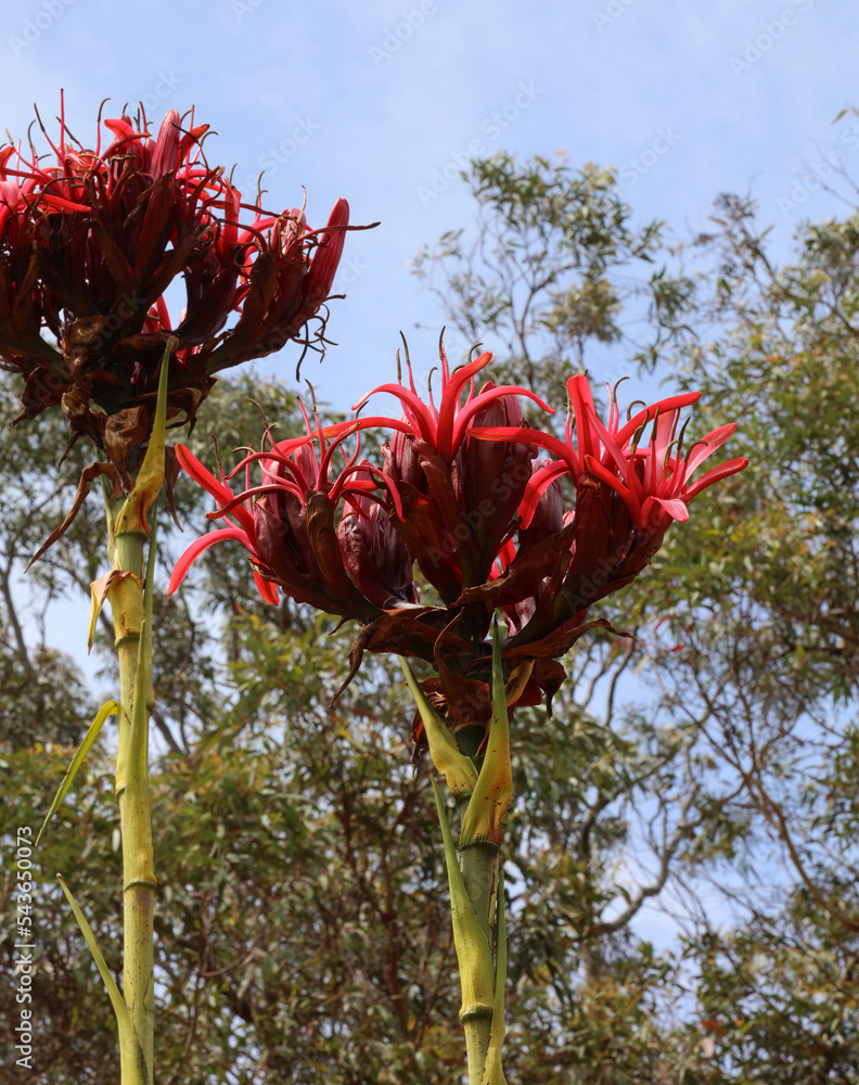 Gymea Lily Flower Essence | Best Flower Site