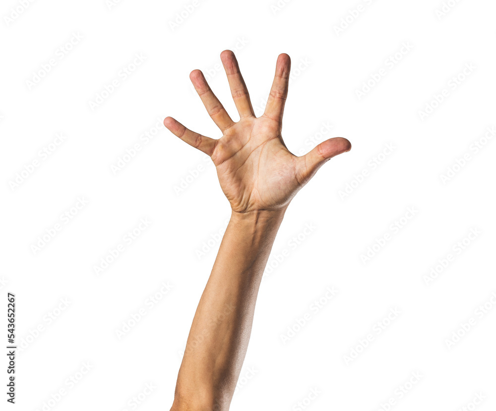 hand rising isolated. transparent background Stock Photo | Adobe Stock