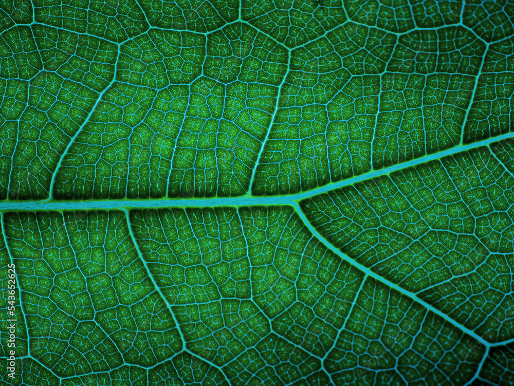 awesome pattern of Ficus Lyrata leaf - Cell Texture Background Stock ...