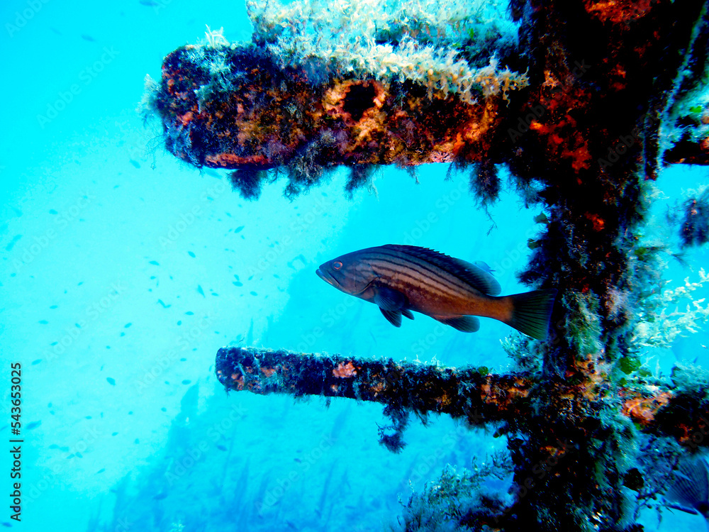 Scuba Diving and Underwater Photography Malta Gozo Comino - Wrecks ...