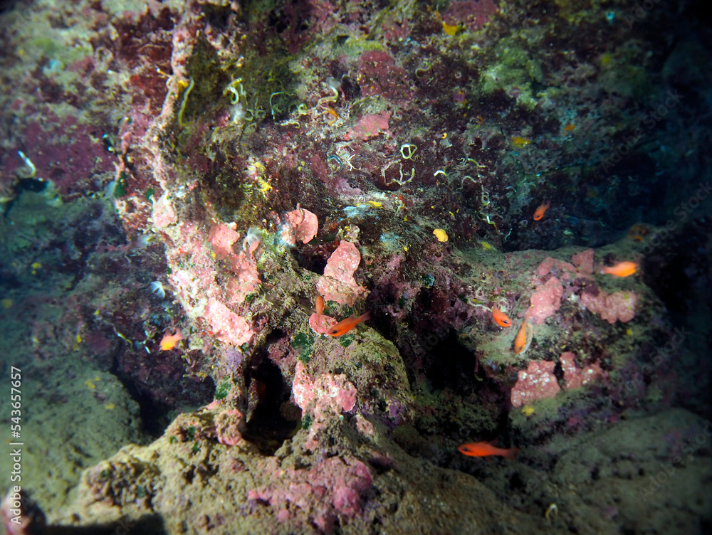 Scuba Diving and Underwater Photography Malta Gozo Comino - Wrecks ...