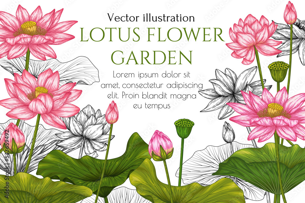 Vector banner template with lotus garden in engraving style and in ...