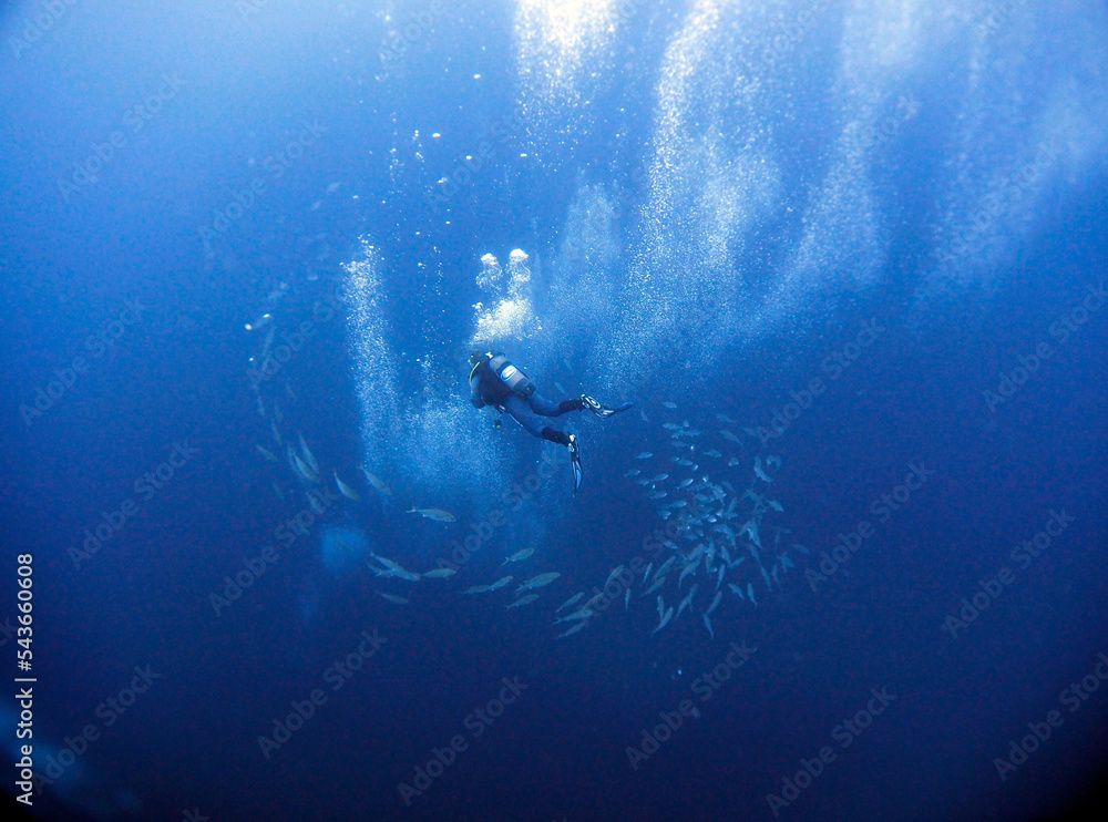 Scuba Diving and Underwater Photography Malta - Wrecks Reefs Marine ...