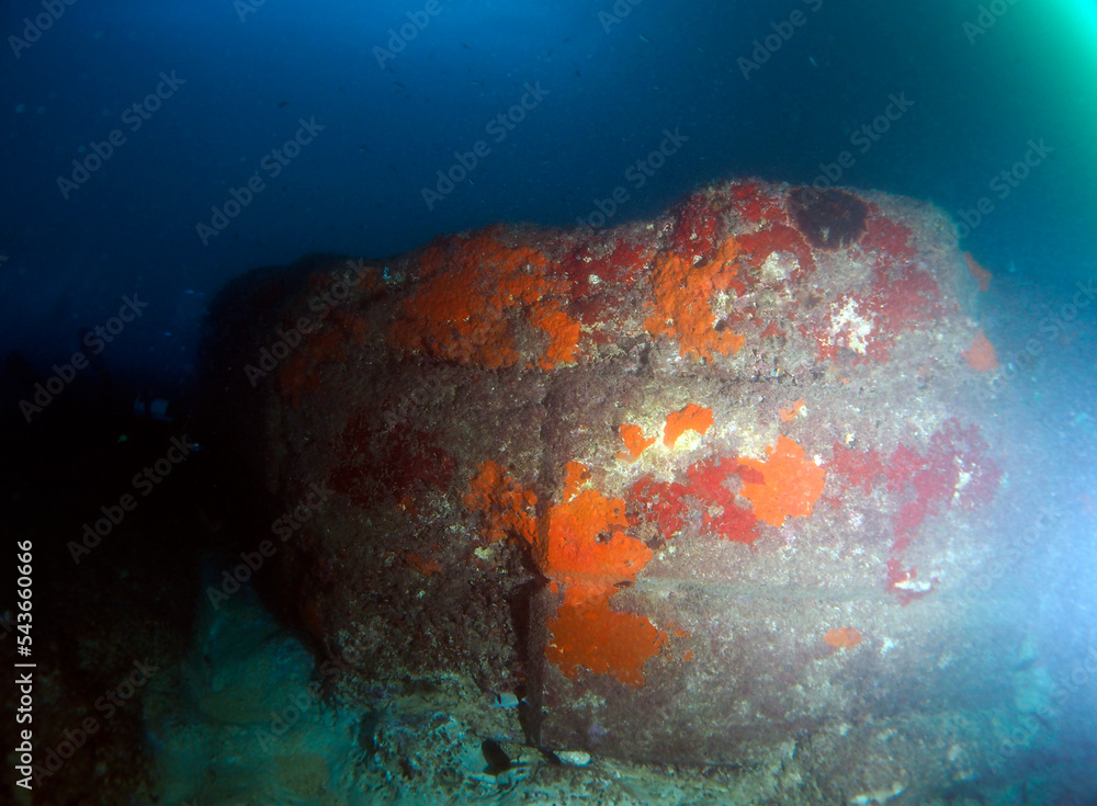 Scuba Diving and Underwater Photography Malta - Wrecks Reefs Marine ...