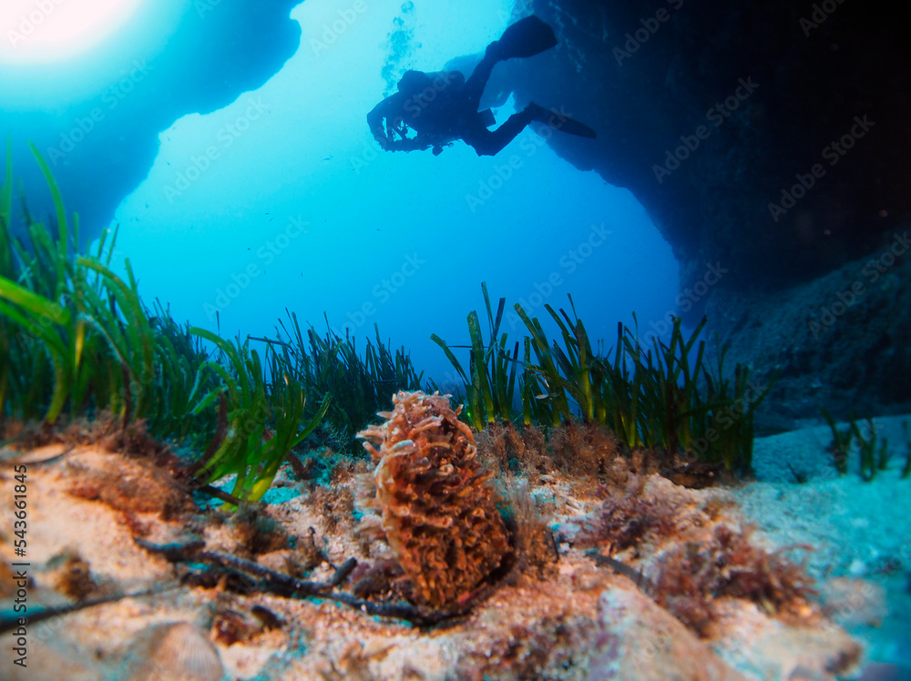 Foto de Scuba Diving and Underwater Photography Malta - Wrecks Reefs ...