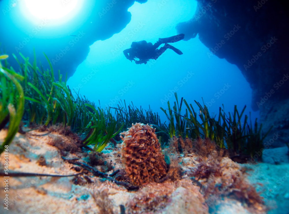Scuba Diving and Underwater Photography Malta - Wrecks Reefs Marine ...
