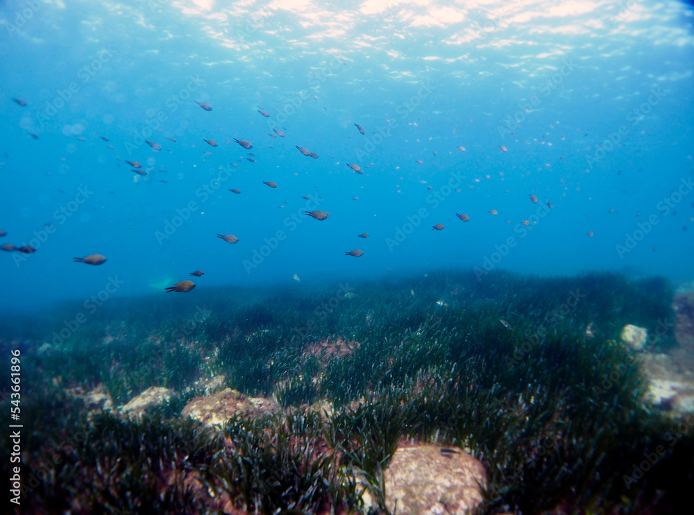 Scuba Diving and Underwater Photography Malta - Wrecks Reefs Marine ...