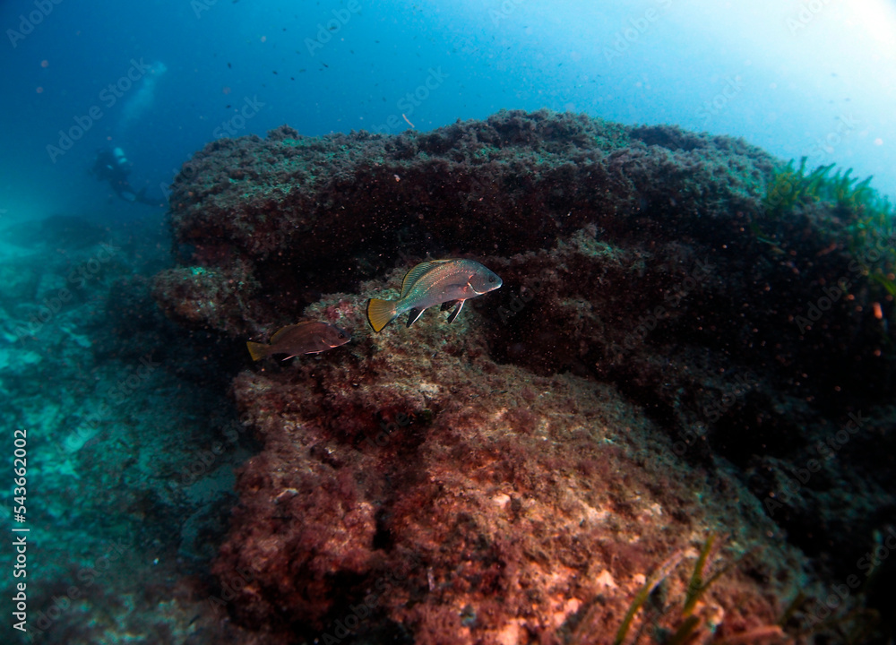 Scuba Diving and Underwater Photography Malta - Wrecks Reefs Marine ...