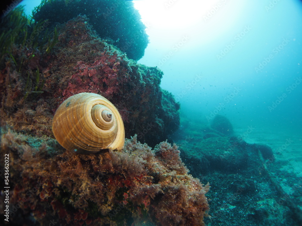 Scuba Diving and Underwater Photography Malta - Wrecks Reefs Marine ...